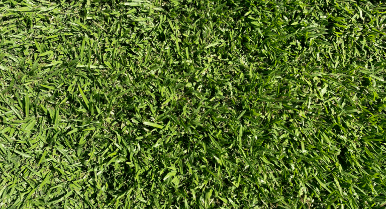 Grama e suas diferentes Espécies e Variedades – uso e aplicação ...