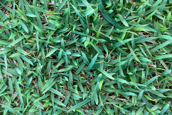 Variedades De Gramas | Qually Grama